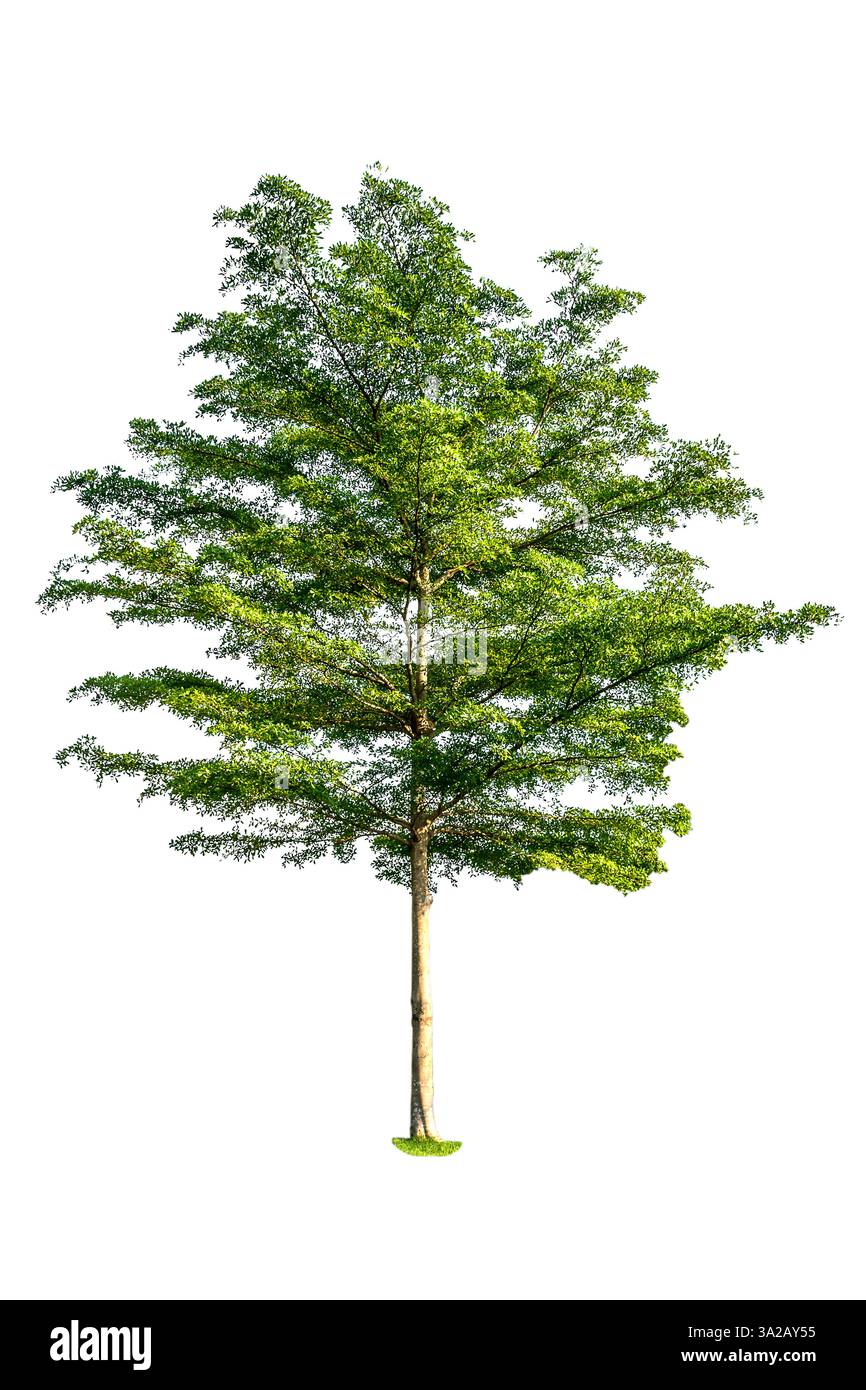 Tree green color isolated on white background Stock Photo - Alamy