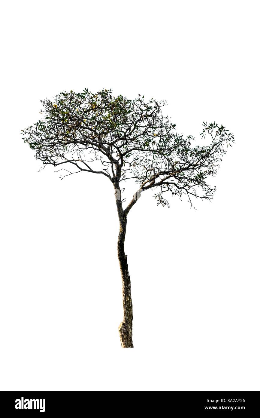 Tree green color isolated on white background Stock Photo - Alamy