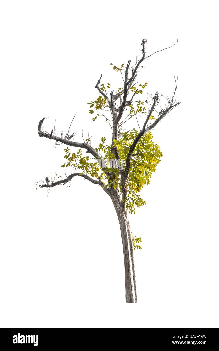 Tree green color isolated on white background Stock Photo - Alamy