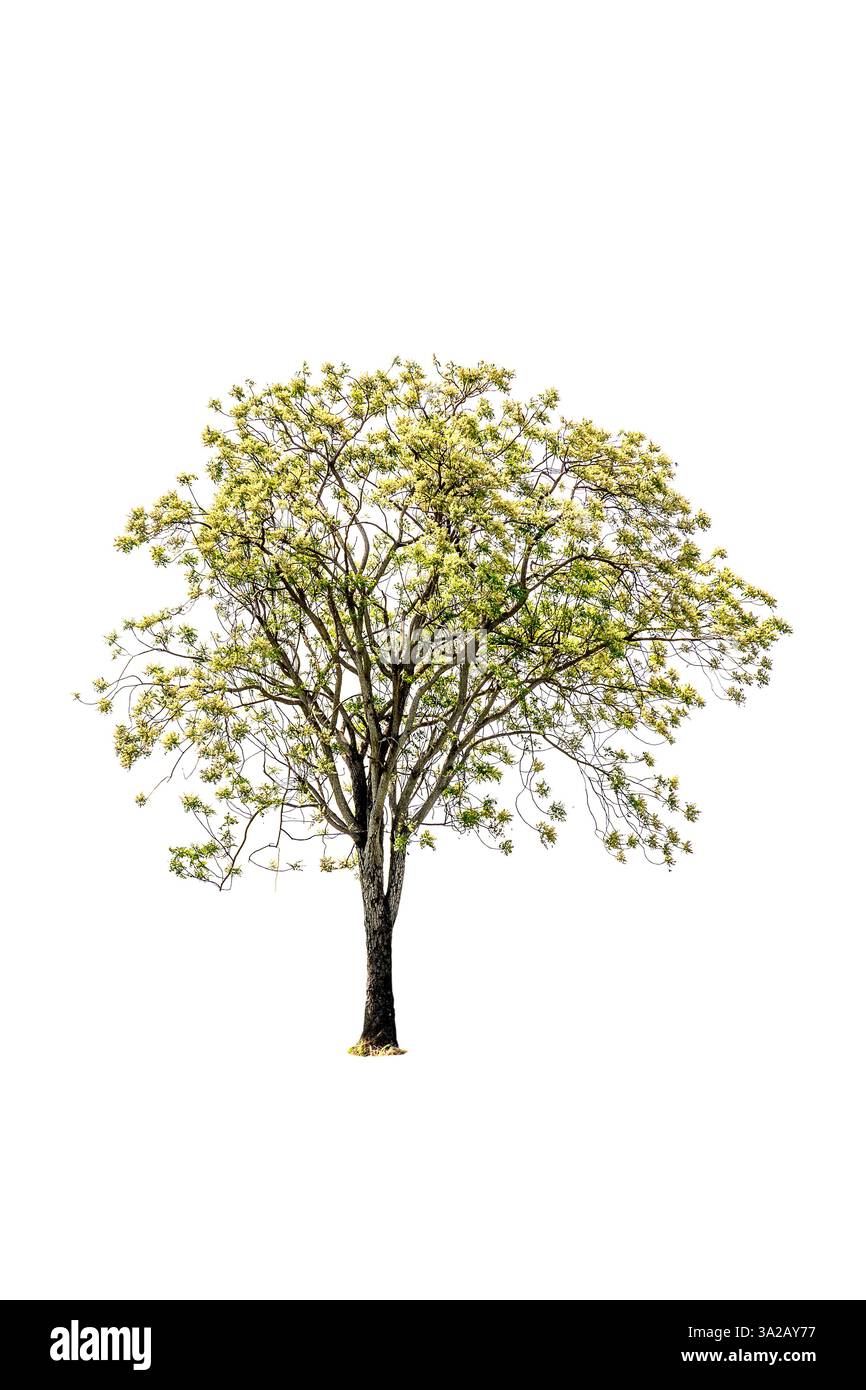 Tree green color isolated on white background Stock Photo - Alamy