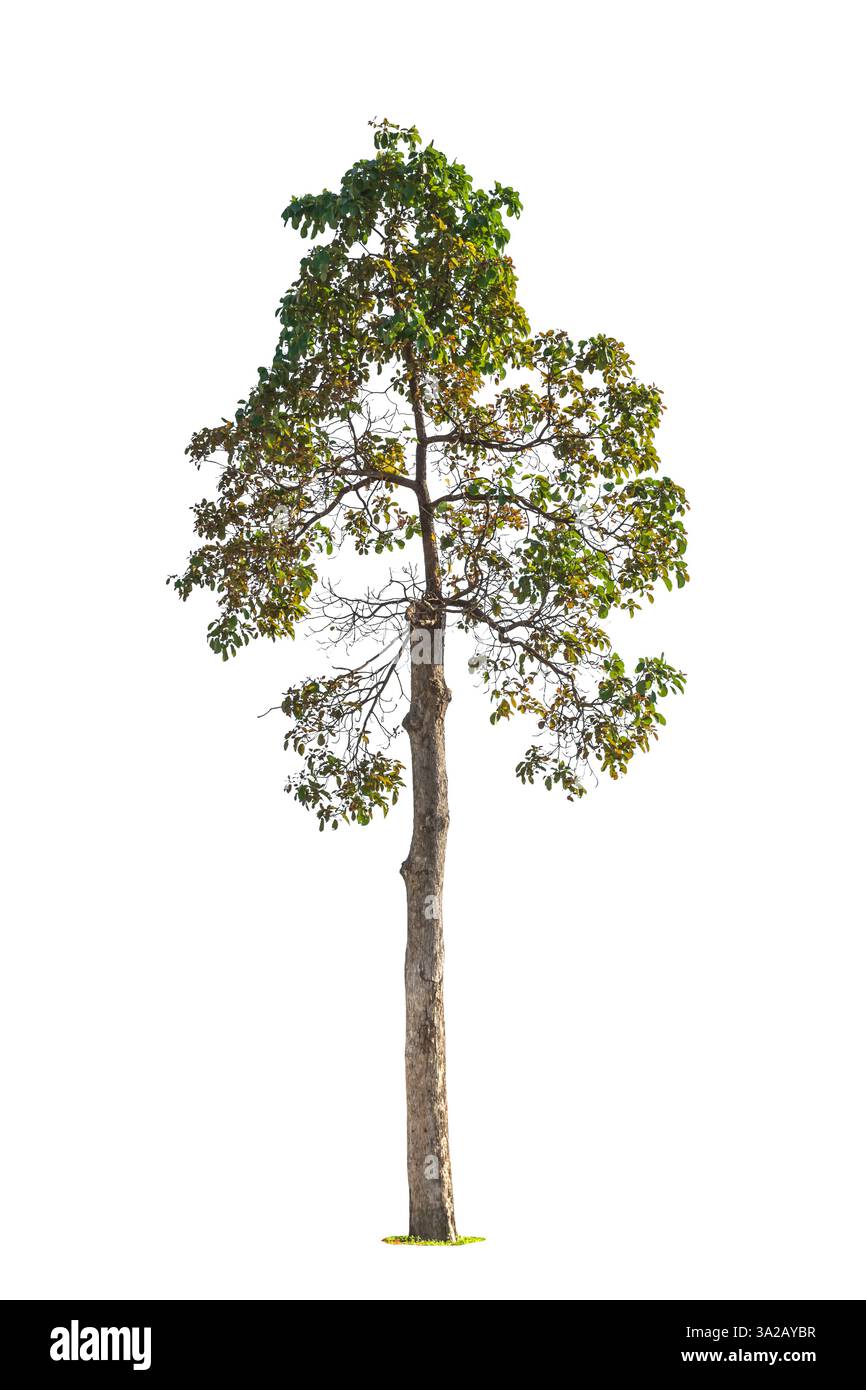 Tree green color isolated on white background Stock Photo - Alamy