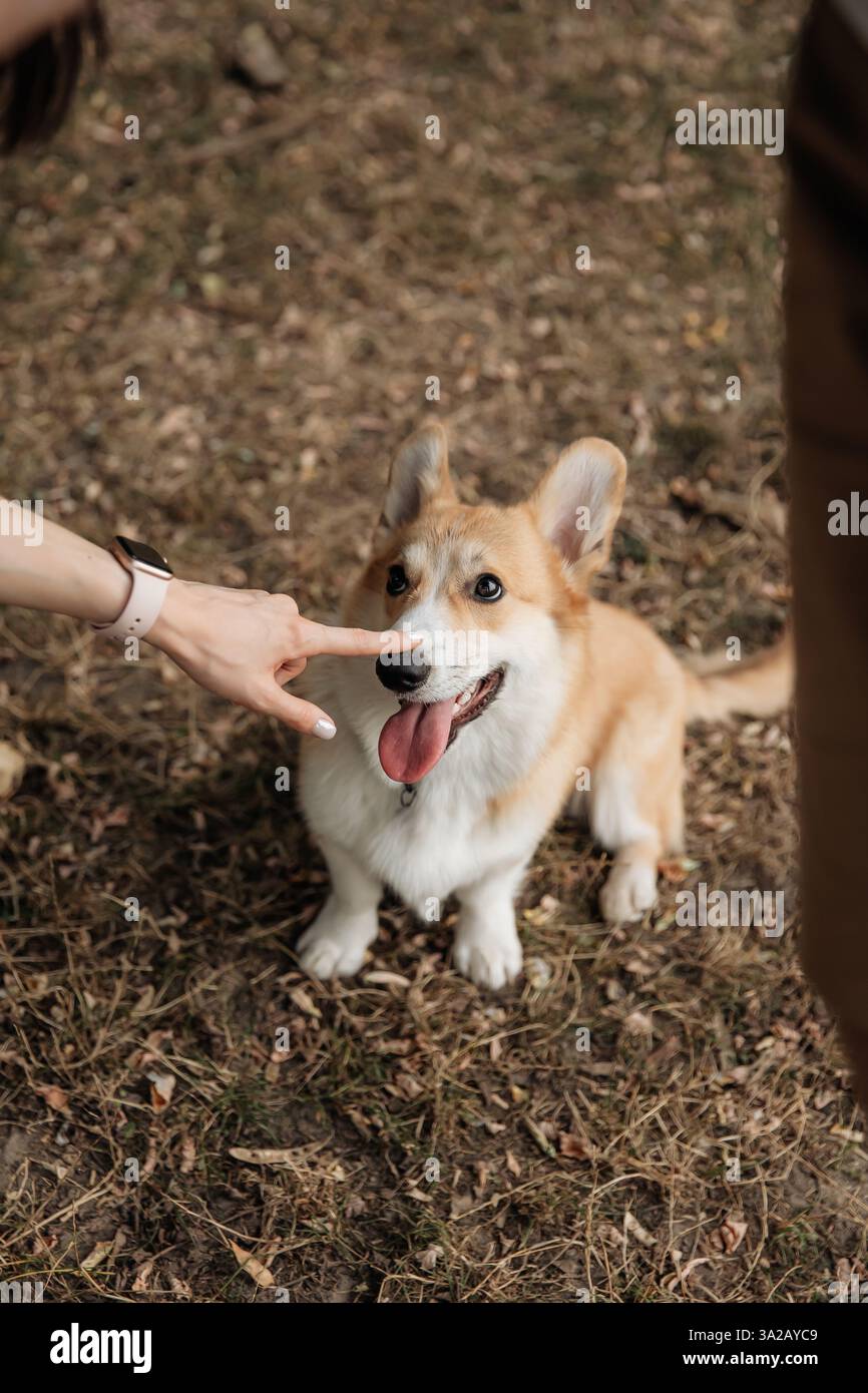 A joyful and happy corgi is enjoying a playful and engaging interaction ...