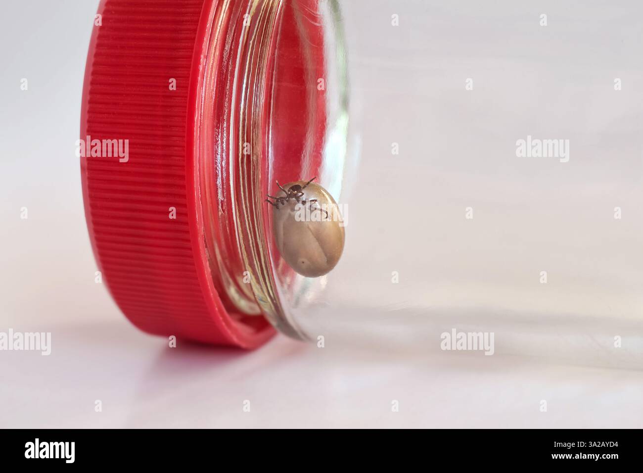 Engorged tick sitting inside a closed glass jar Stock Photo - Alamy