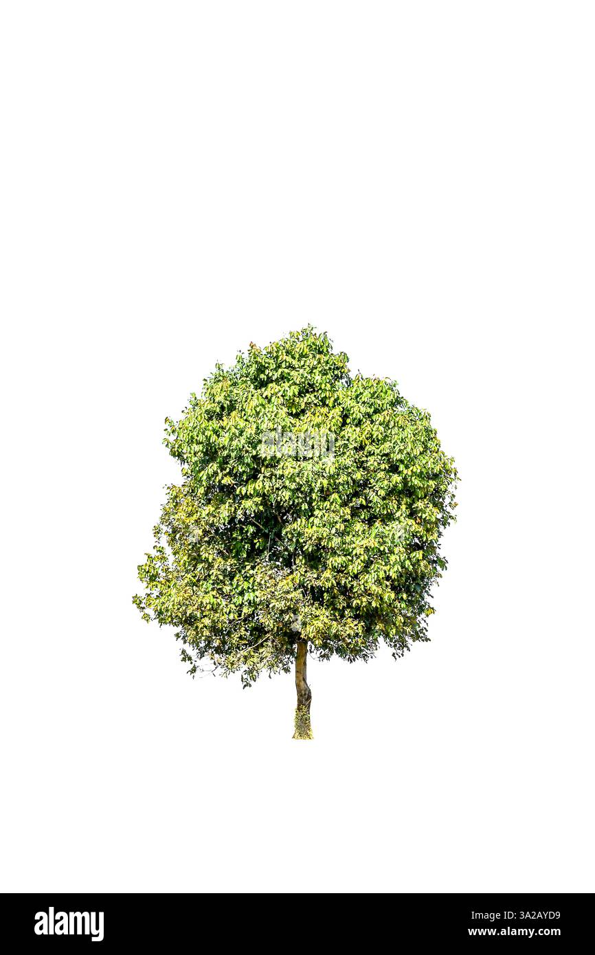Tree green color isolated on white background Stock Photo - Alamy