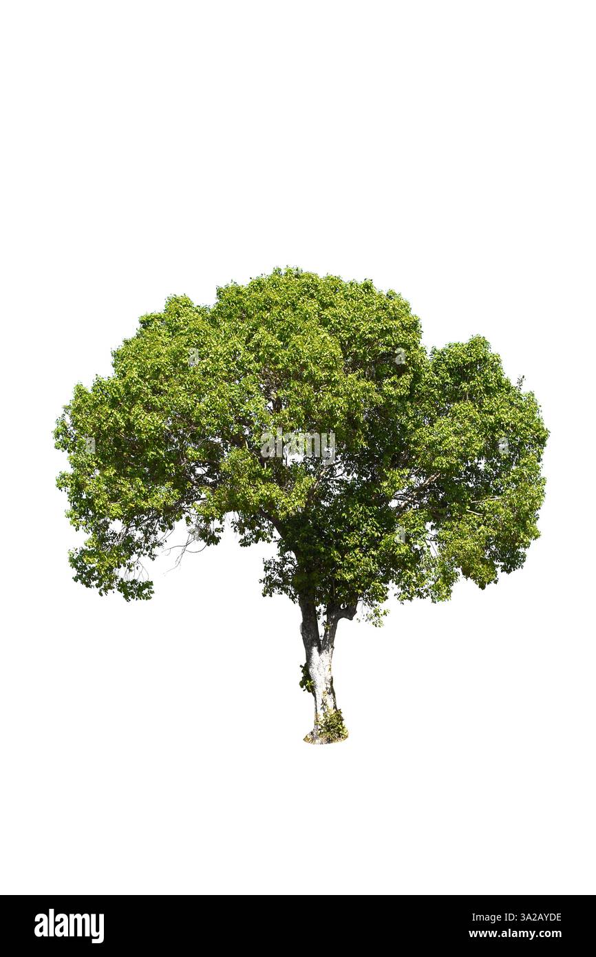 Tree green color isolated on white background Stock Photo - Alamy