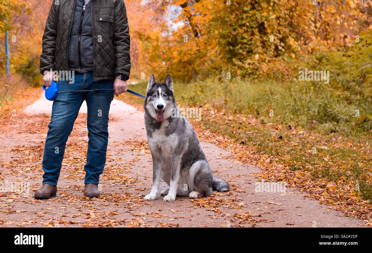 Husky autumn hi-res stock photography and images - Alamy