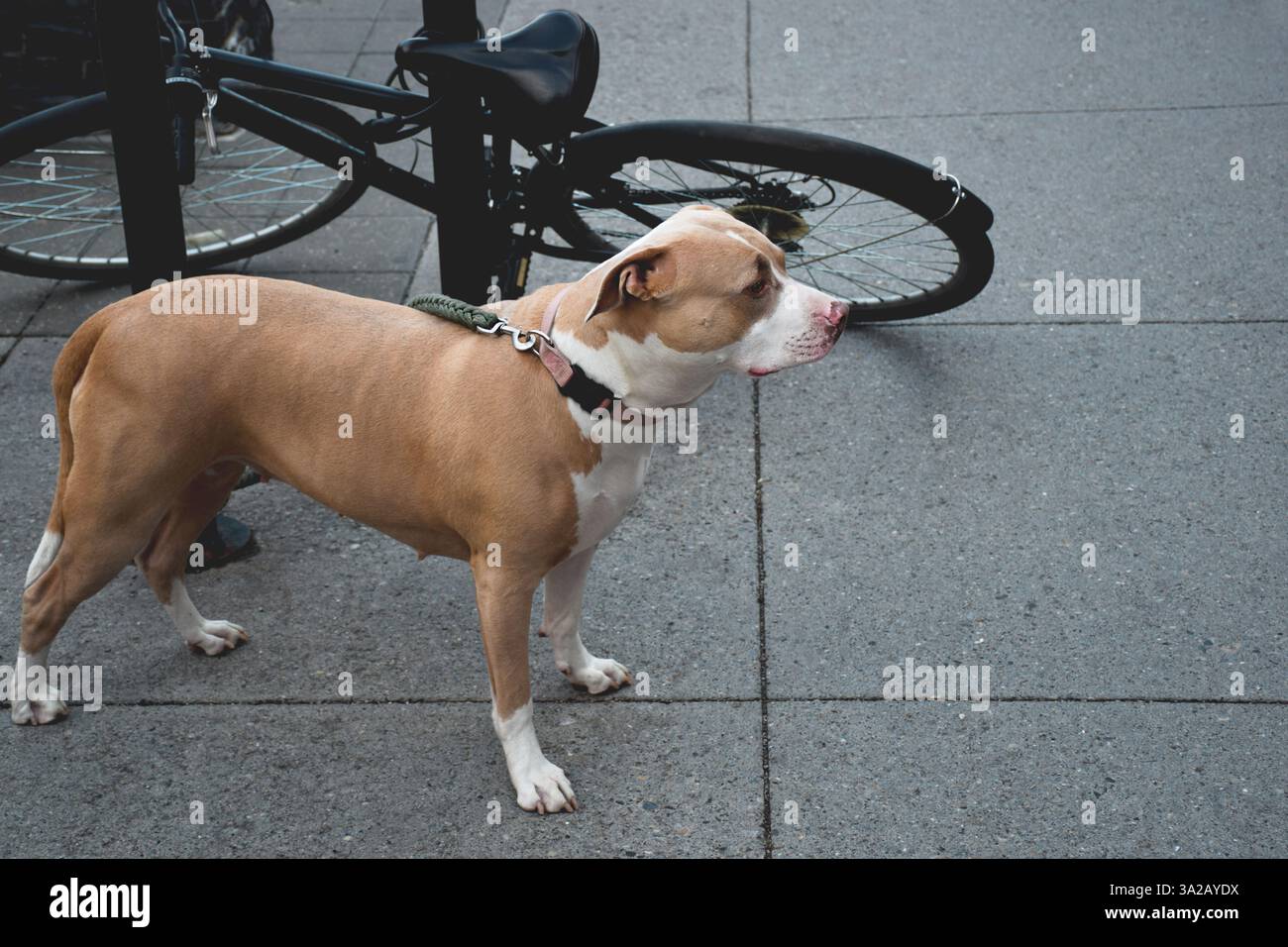 Female pitbull dog tied to a poll on a street waiting for her owner ...