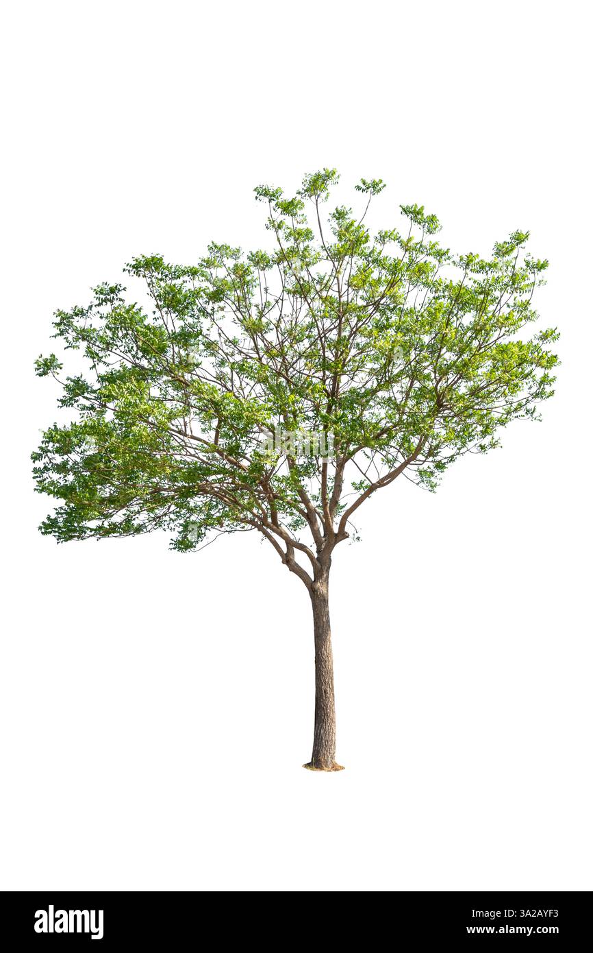 Tree green color isolated on white background Stock Photo - Alamy