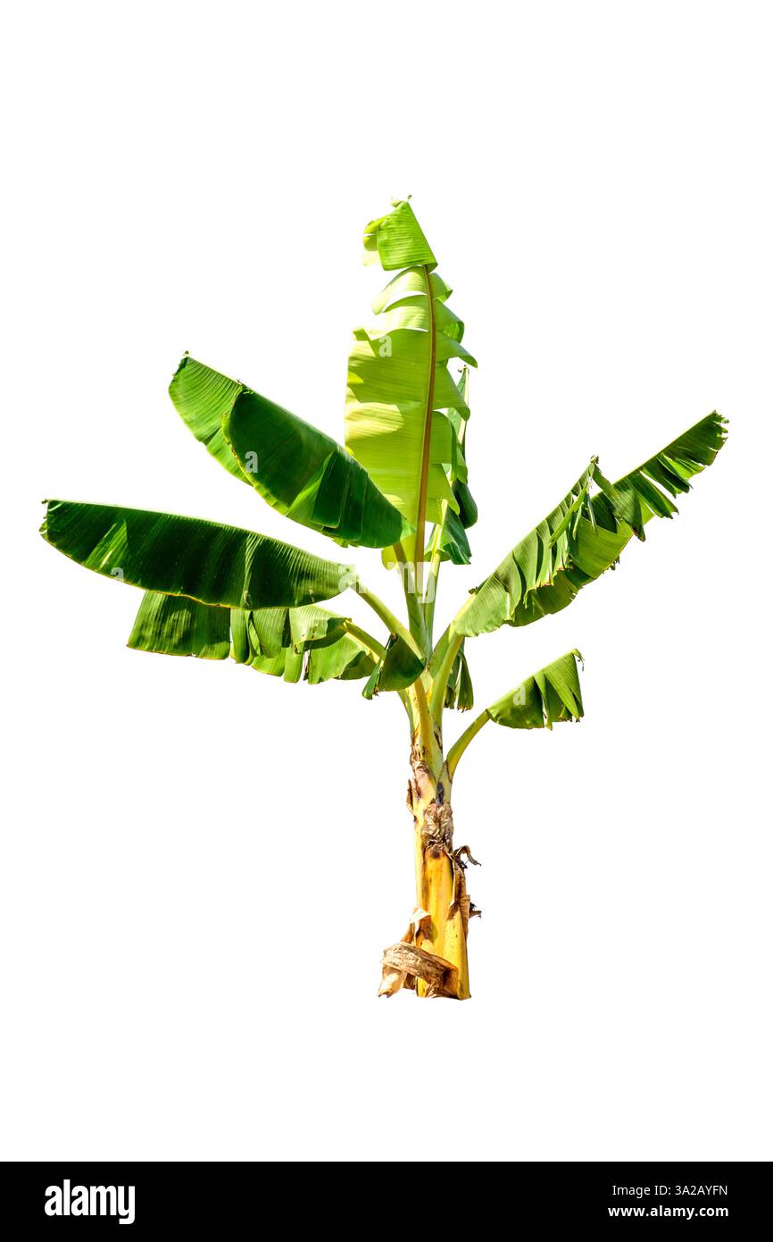 Tree (Banana tree) green color isolated on white background Stock Photo ...
