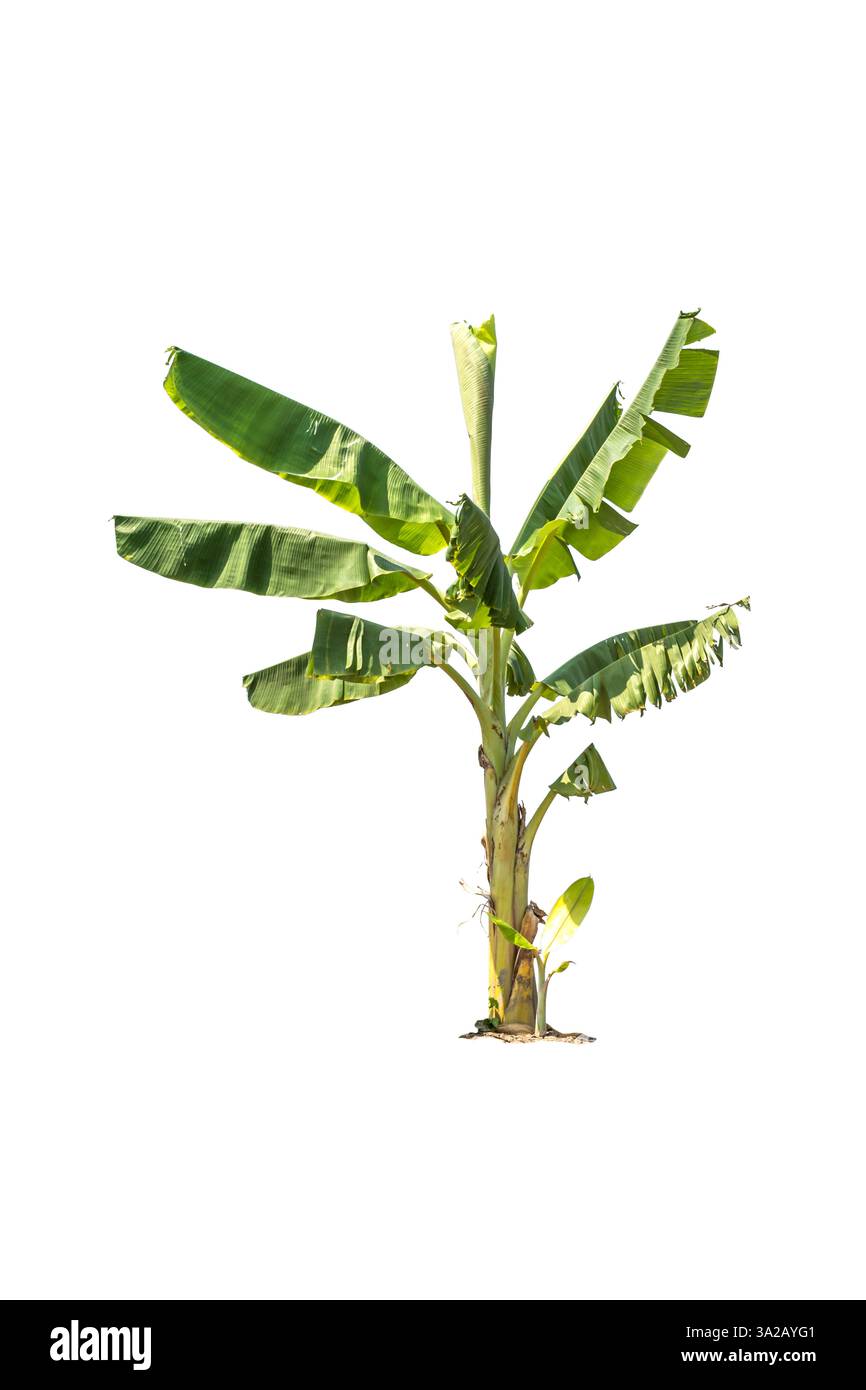 Tree (Banana tree) green color isolated on white background Stock Photo ...