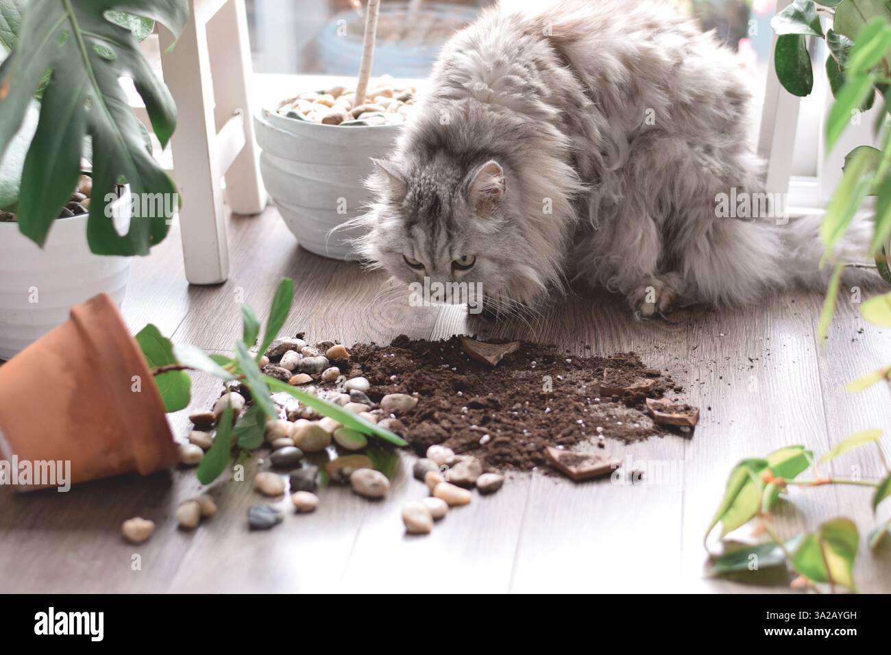 Cat is sniffing soil from plant pot that fell down on a floor Stock ...