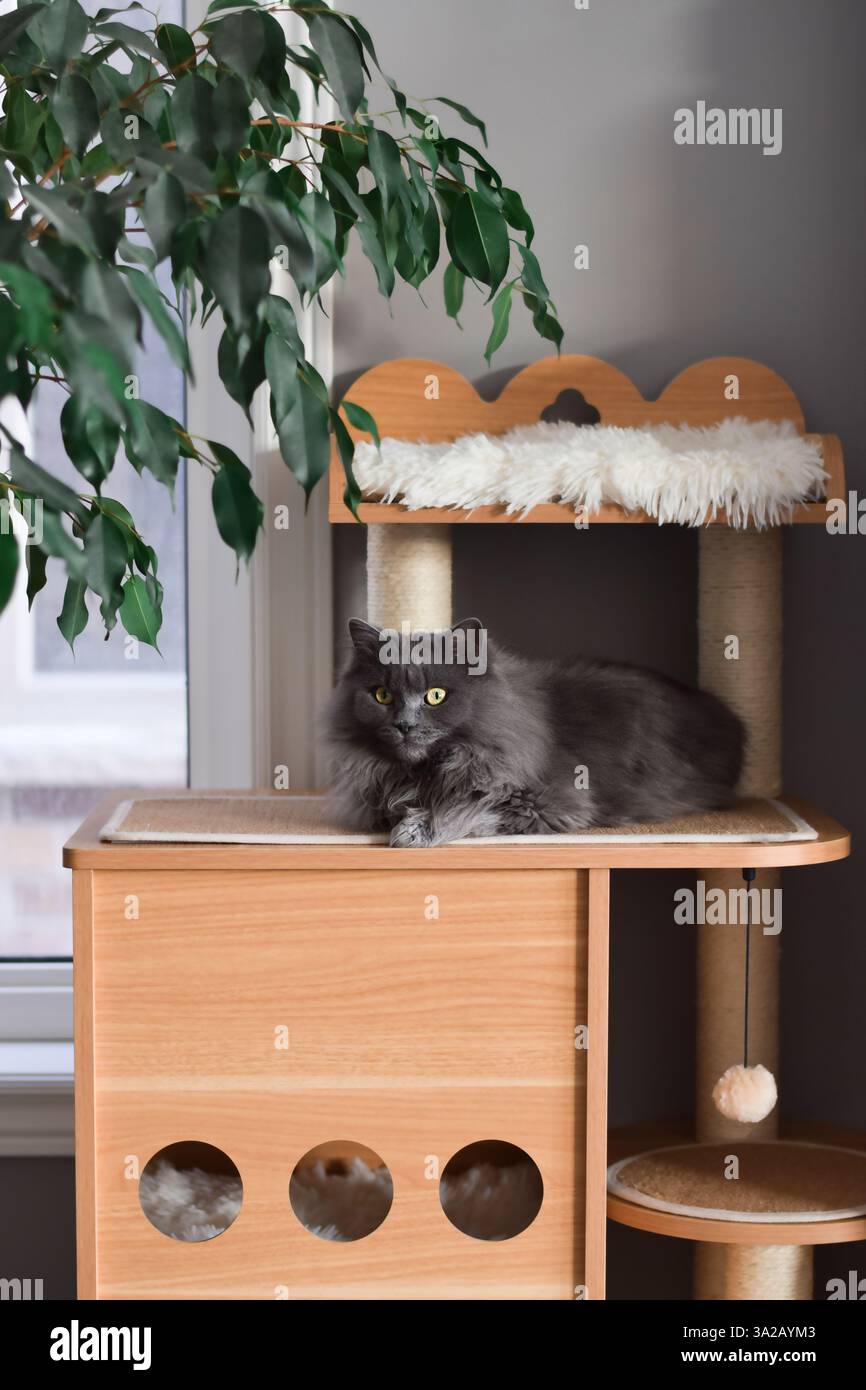 Gray longhair Chantilly Tiffany cat sitting on top of cat tower house ...