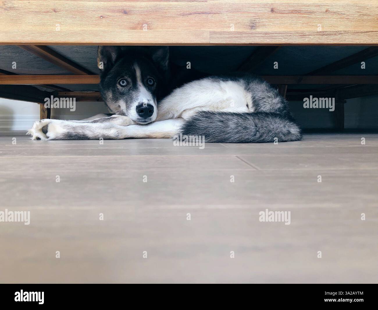 Trouble dog hi-res stock photography and images - Alamy