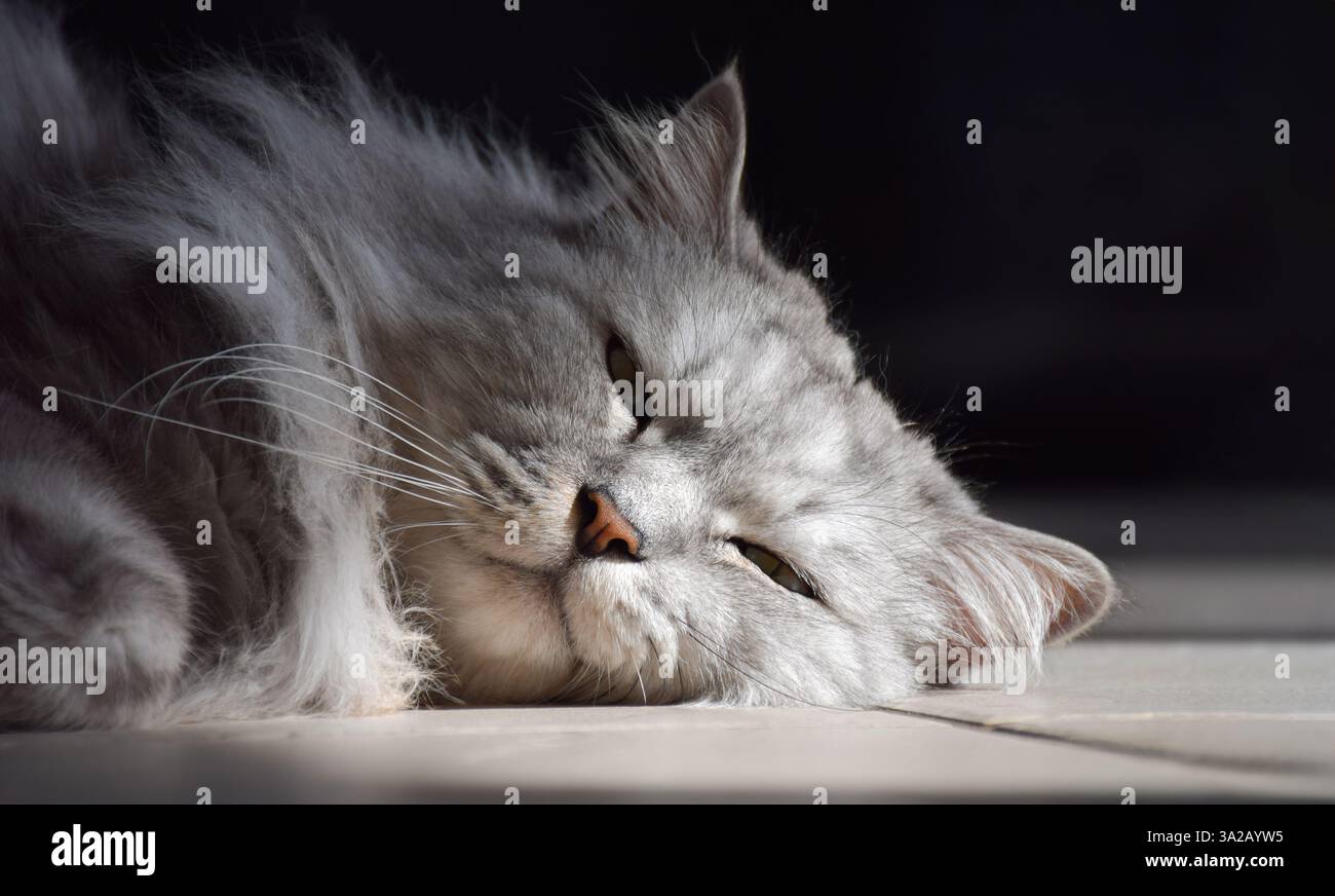 Closeup grey fluffy cat face lying relaxing on a floor with sunlight on ...