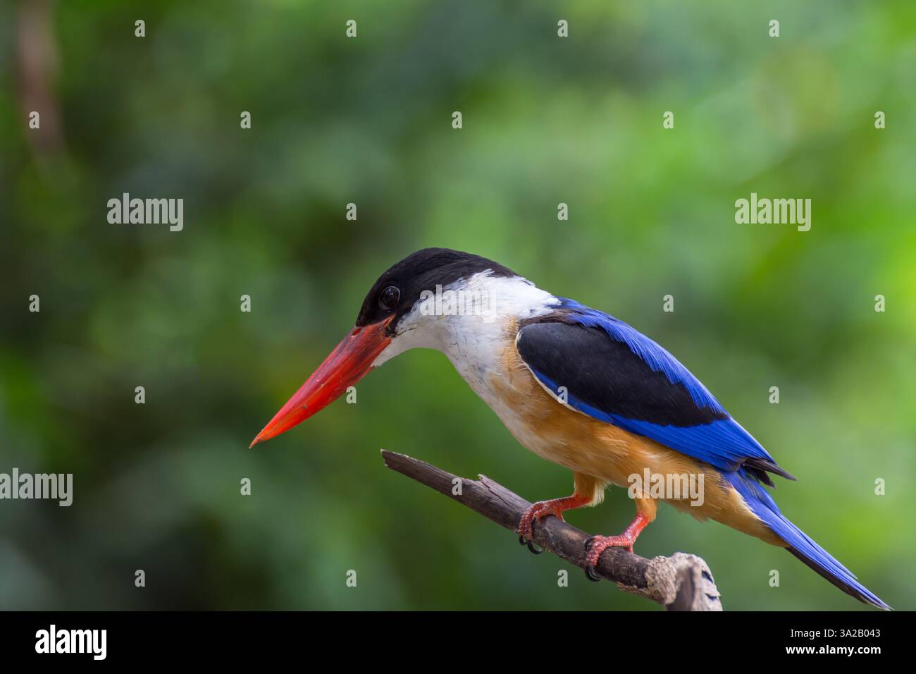 Bird (Black-capped Kingfisher, Halcyon pileata) purple-blue wings and ...