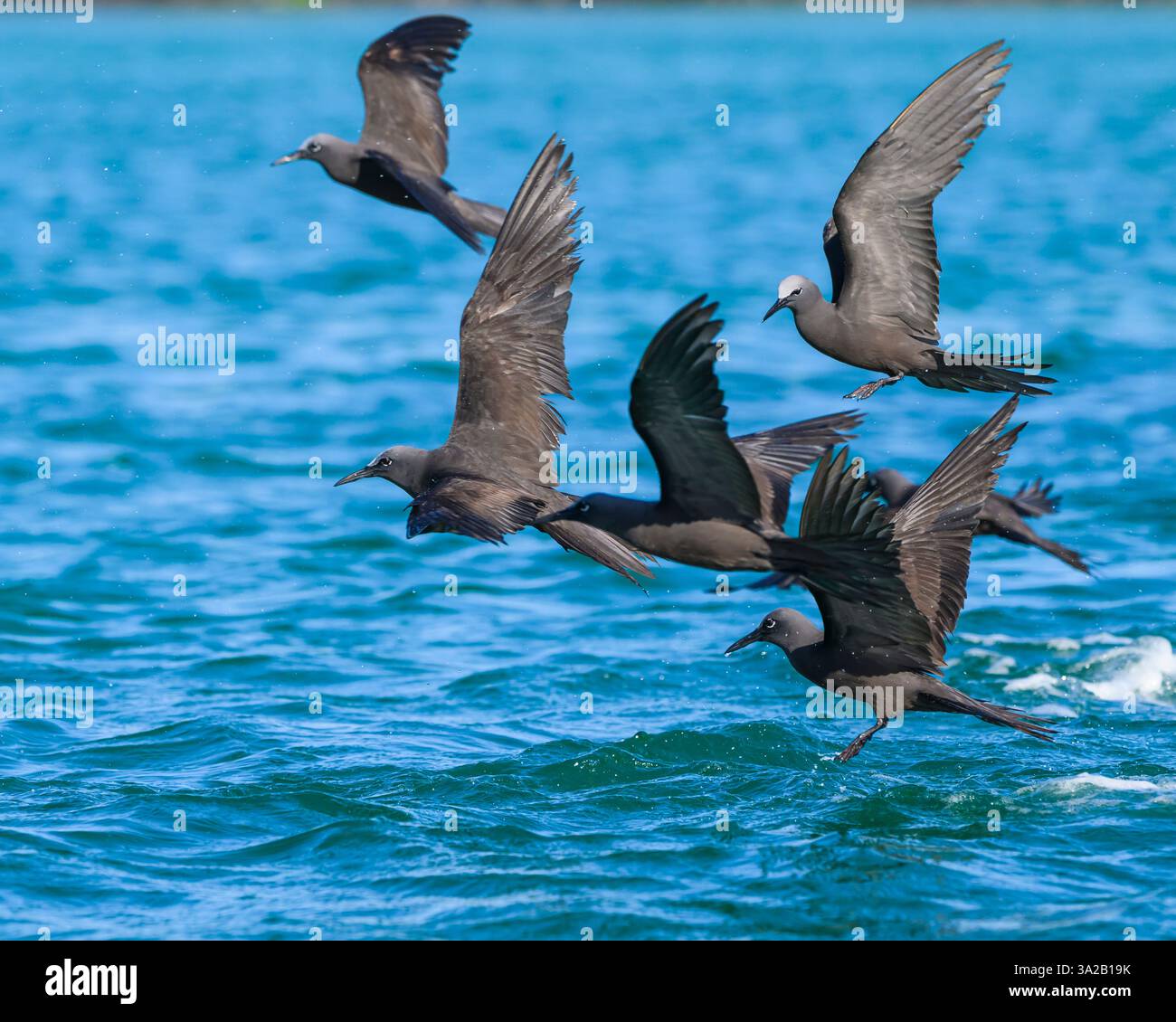 Galapagos Brown Noddies(Common Noddy), Anous stolidus galapagensis, fly ...
