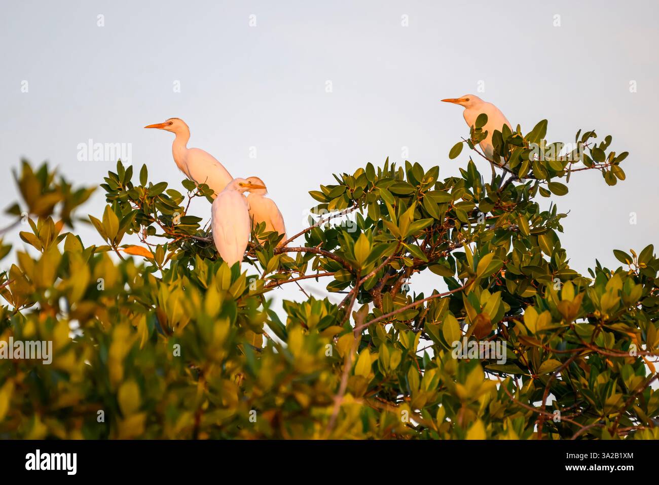 Cattle Egrets, Bulbucus ibis, perch in a mangrove forest on Santa Cruz ...