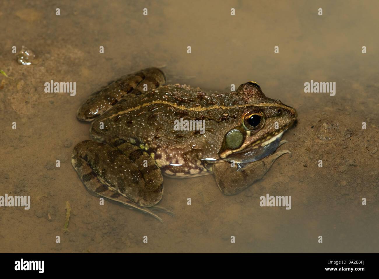 Common river frog (Amietia delalandii), also known as drakensberg river ...