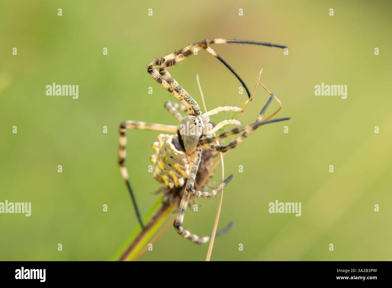 A beautiful garden orb-web spider (Argiope sp) in the bushveld, in ...