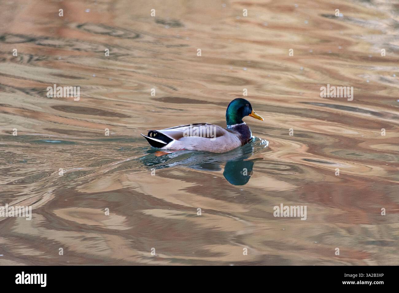 Duck Scene at Verona City. Italy Stock Photo - Alamy