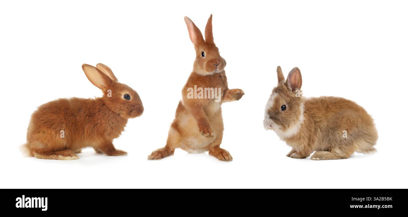 Cute fluffy rabbits isolated on white, set Stock Photo - Alamy