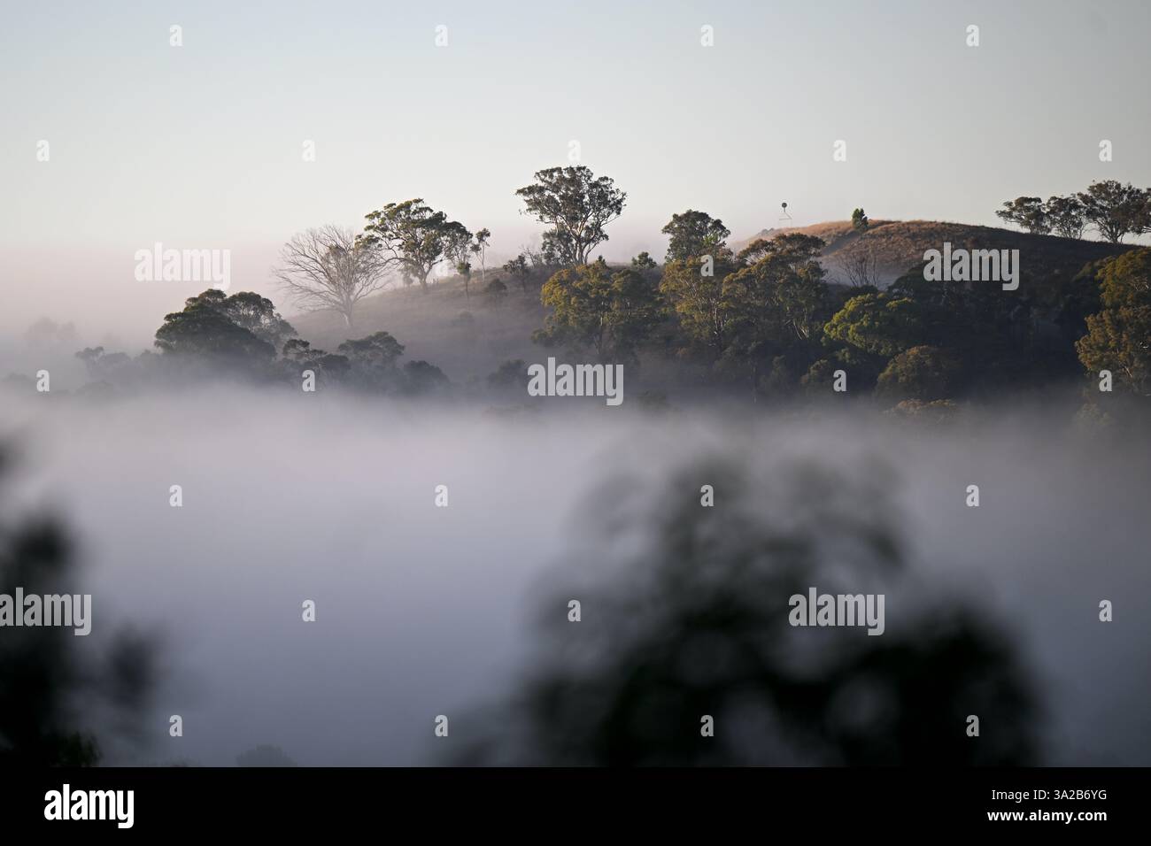 Canberra, Australia. 13th Mar, 2025. Trees are surrounded by a thick ...