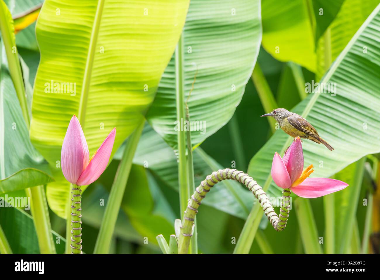 Bird (Brown-throated sunbird, Plain-throated sunbird) female yellow ...