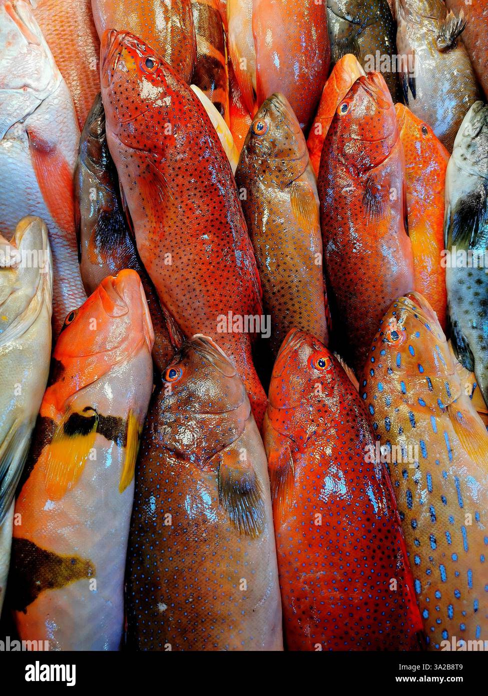 delicious fresh fish to eat Stock Photo - Alamy