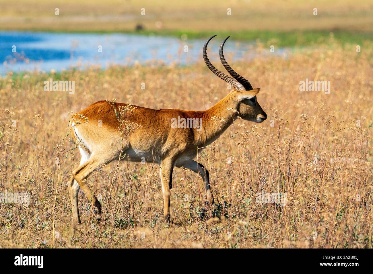 Red lechwe (Kobus leche) in the Okavango Delta of Botswana, Africa ...