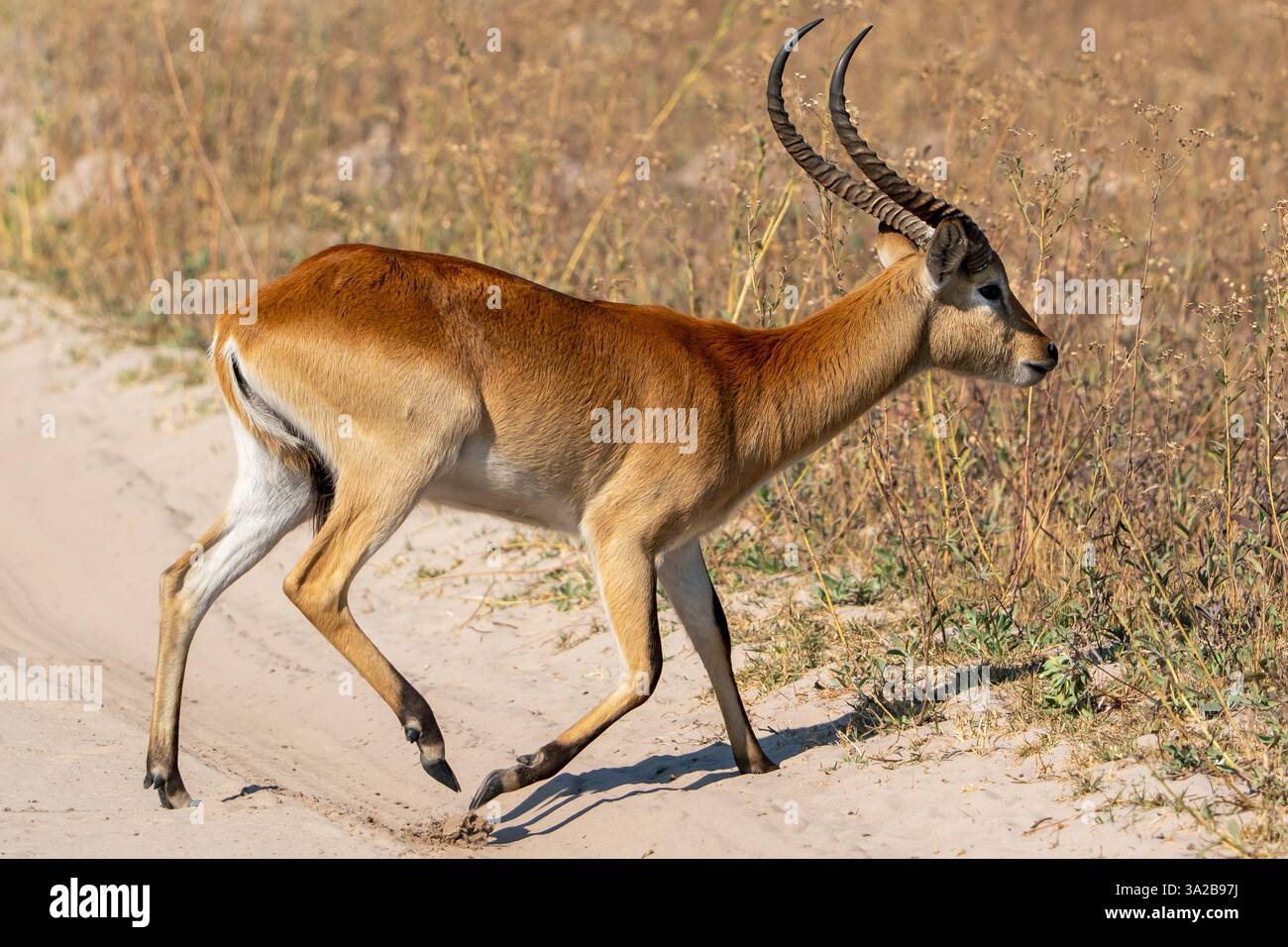 Red lechwe (Kobus leche) in the Okavango Delta of Botswana, Africa ...