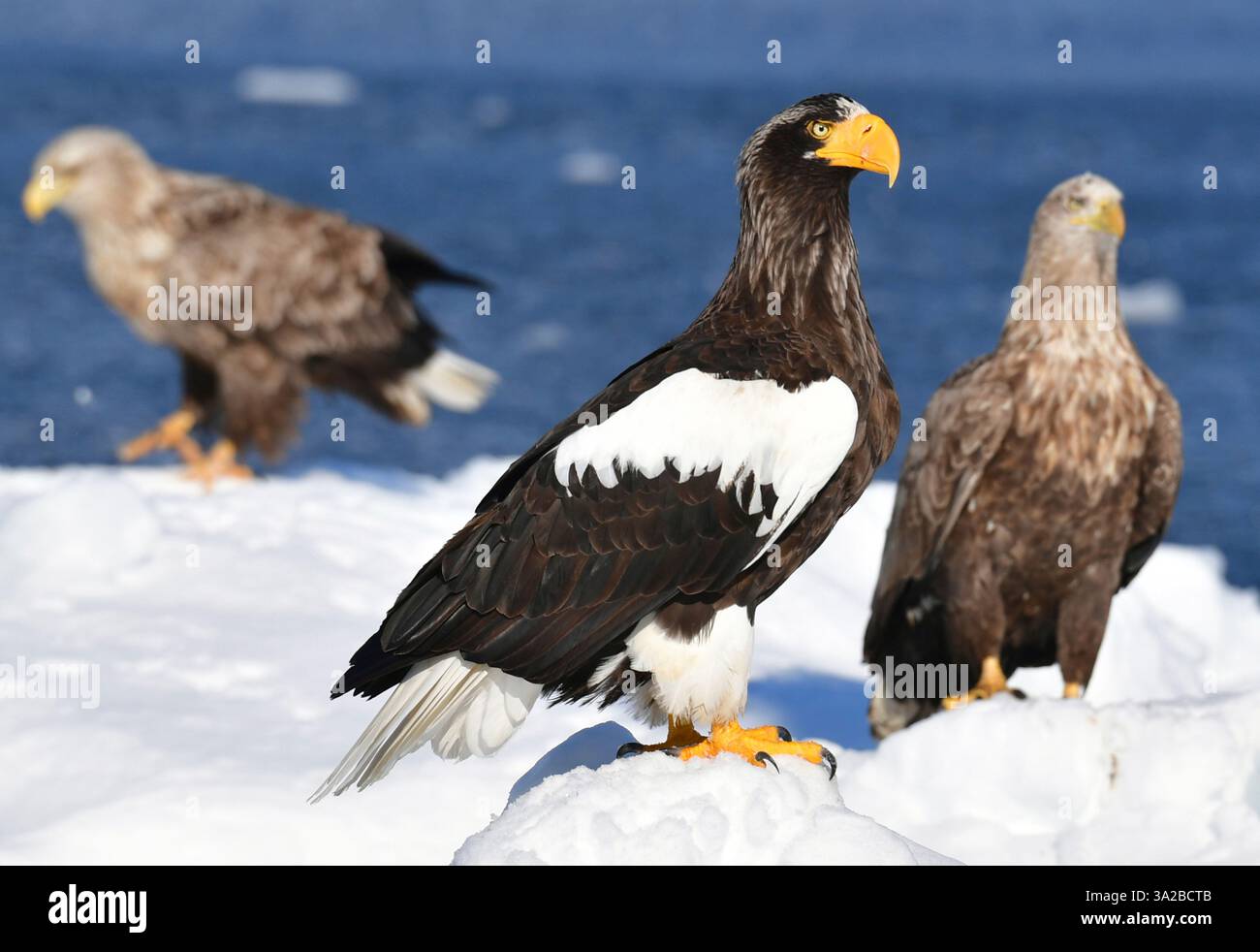 A Steller's sea eagle soars over the drift ice field in Rausu Town ...