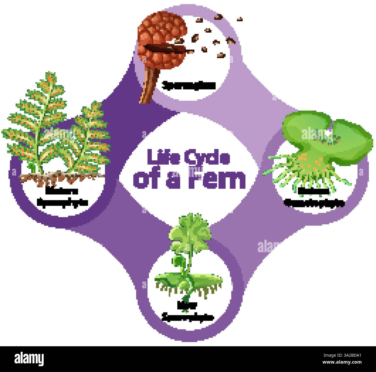 Illustration showing stages of fern plant life cycle and reproduction ...