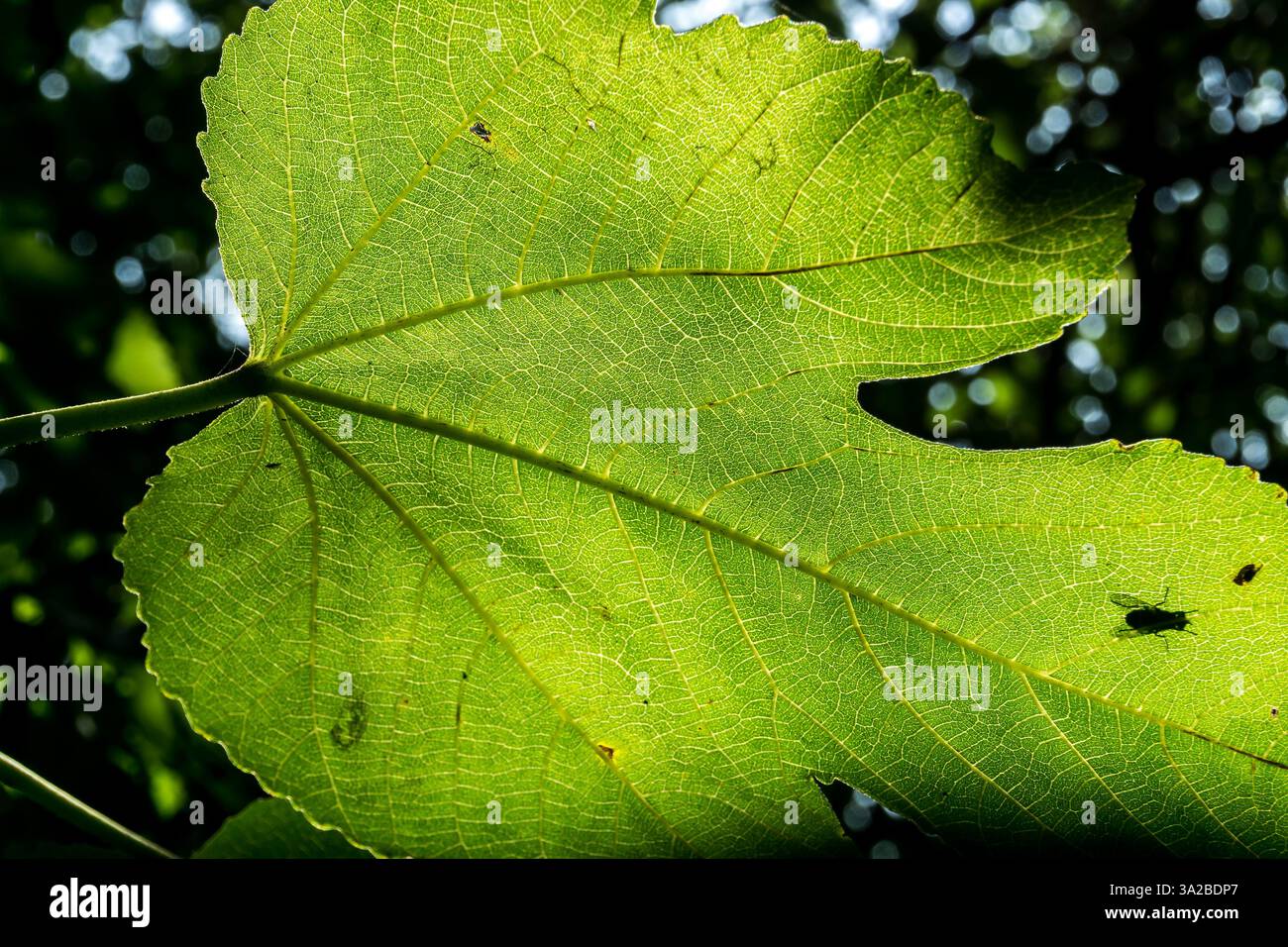 Vine leaf viewed through sunlight, showing all its veins Stock Photo ...