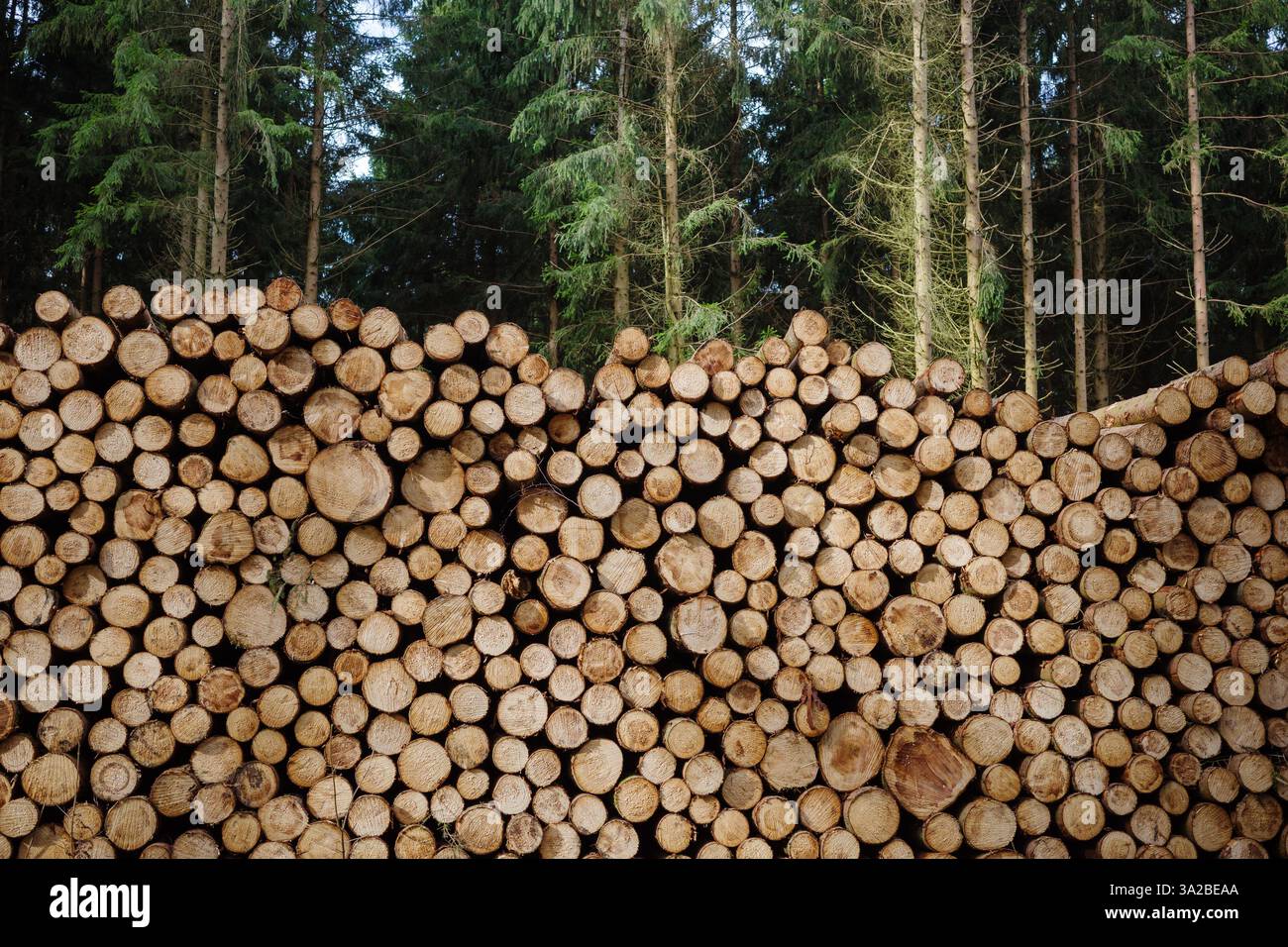 Green wood timber logs hi-res stock photography and images - Alamy