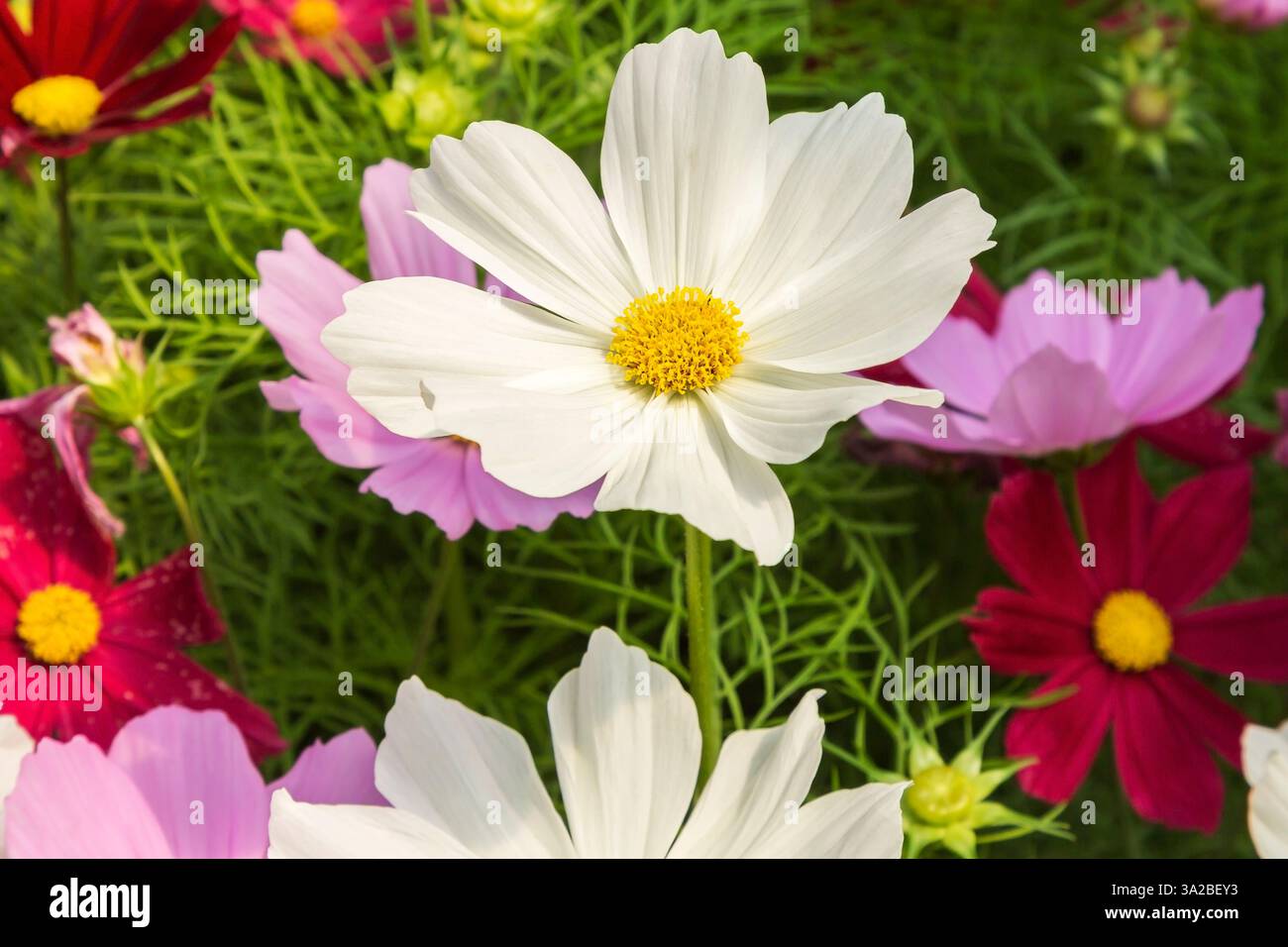 Close-up of white, rose, pink and cherry Cosmos bipinnatus Sonata ...