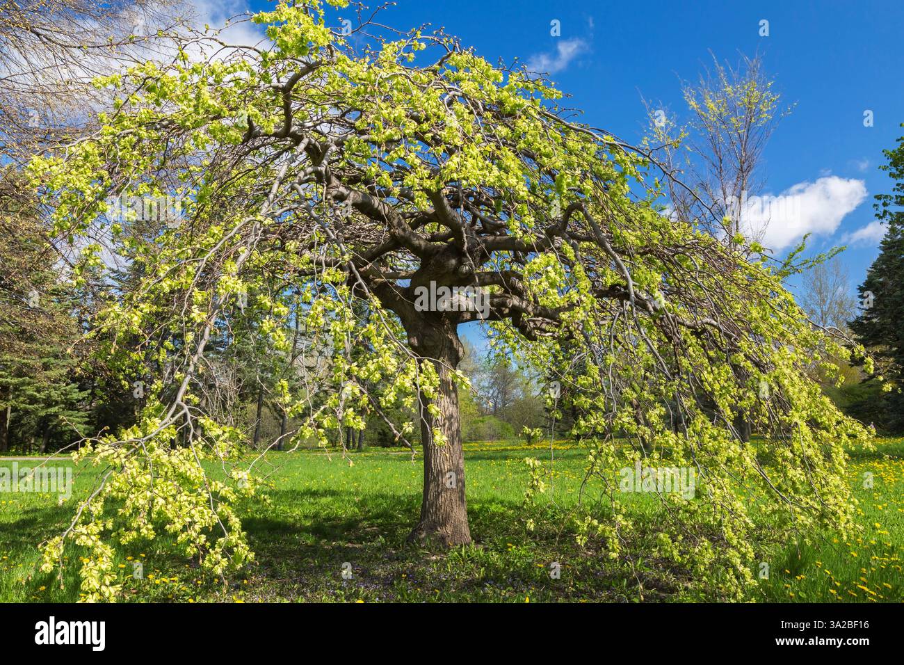 Ulmus glabra 'Pendula' - Scotch Elm tree with emerging leaves in spring ...