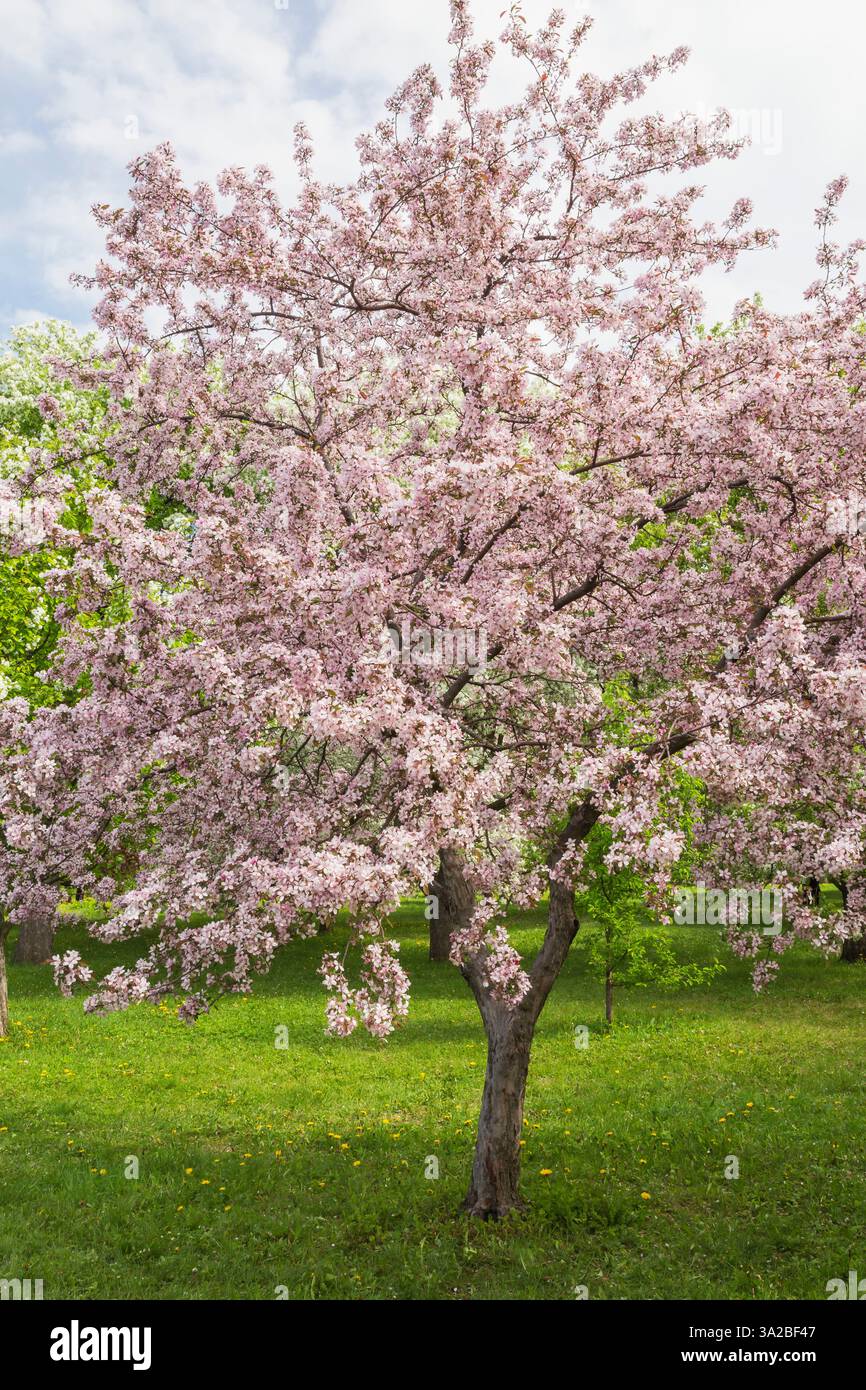 Malus floribunda 'Rosea' - Japanese Flowering Crabapple tree with pale ...