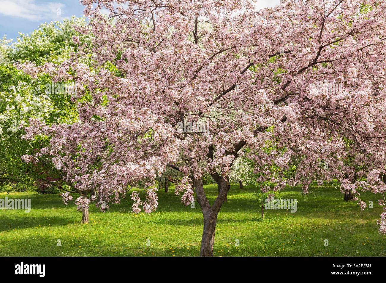 Malus floribunda 'Rosea' - Japanese Flowering Crabapple tree with pale ...