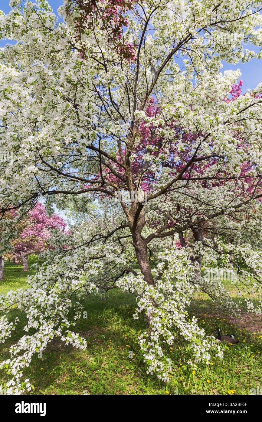 Malus 'Snow Drift' - Crabapple tree with white flower blossoms in ...