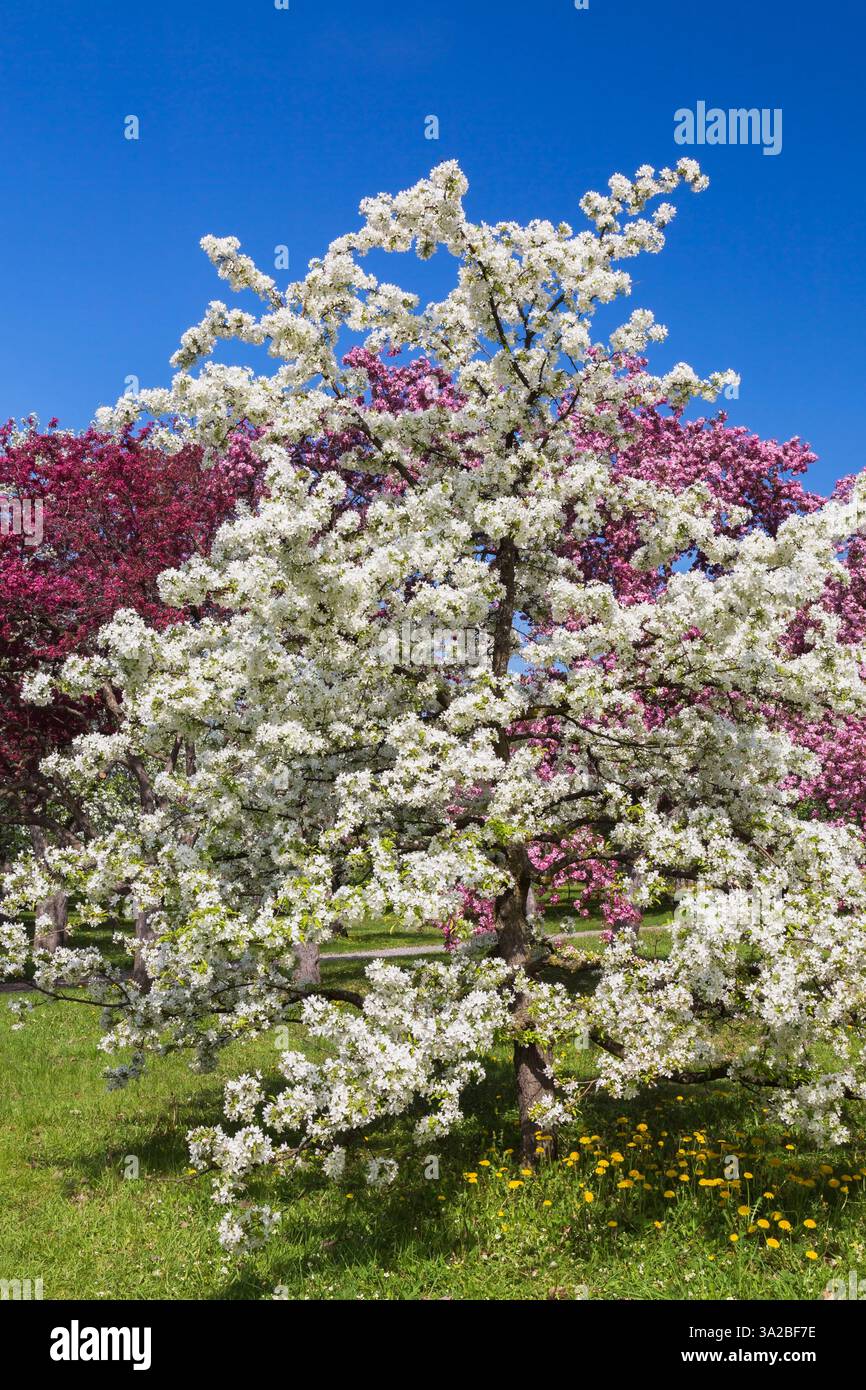 Malus 'Sugar Tyme' - Flowering Crabapple tree with white flower ...
