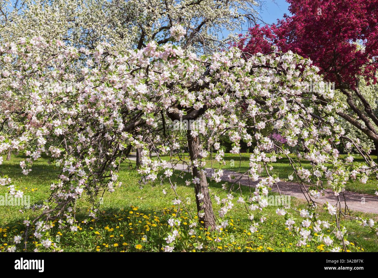 Malus pumila 'Elise Rathke' - Apple tree with white flower blossoms in ...