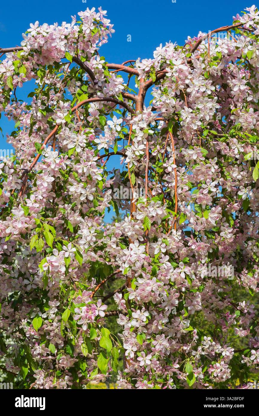 Malus 'Louisa' - Crabapple tree with pink and white flower blossoms in ...