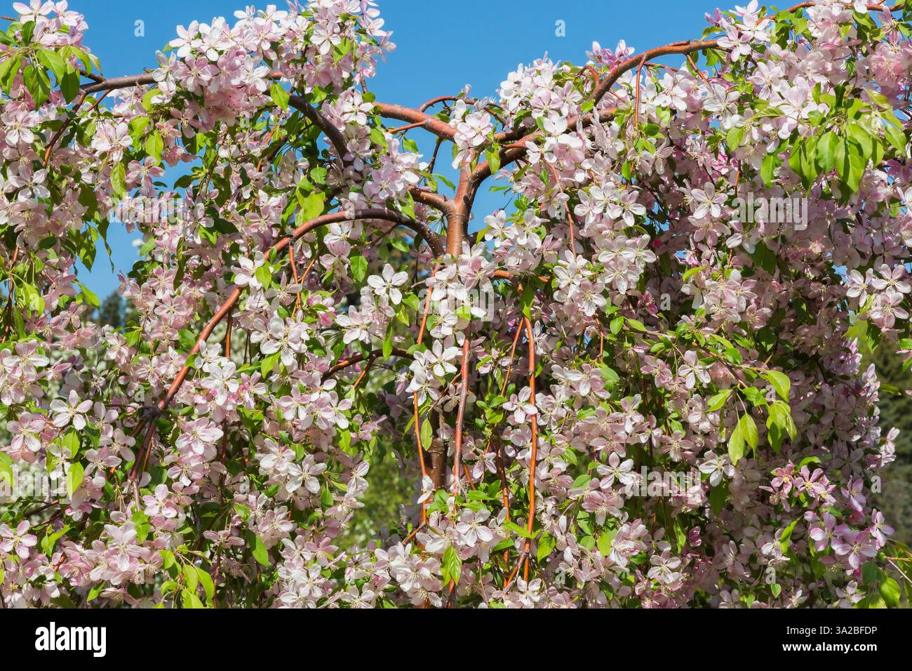 Malus 'Louisa' - Crabapple tree with pink and white flower blossoms in ...