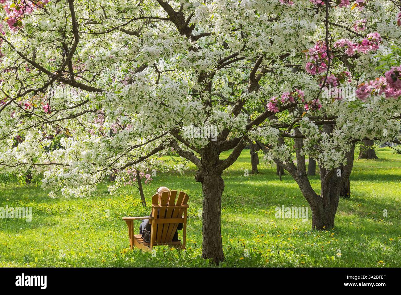 Woman relaxing in wooden Adirondack chair beneath Malus Gorgeous ...