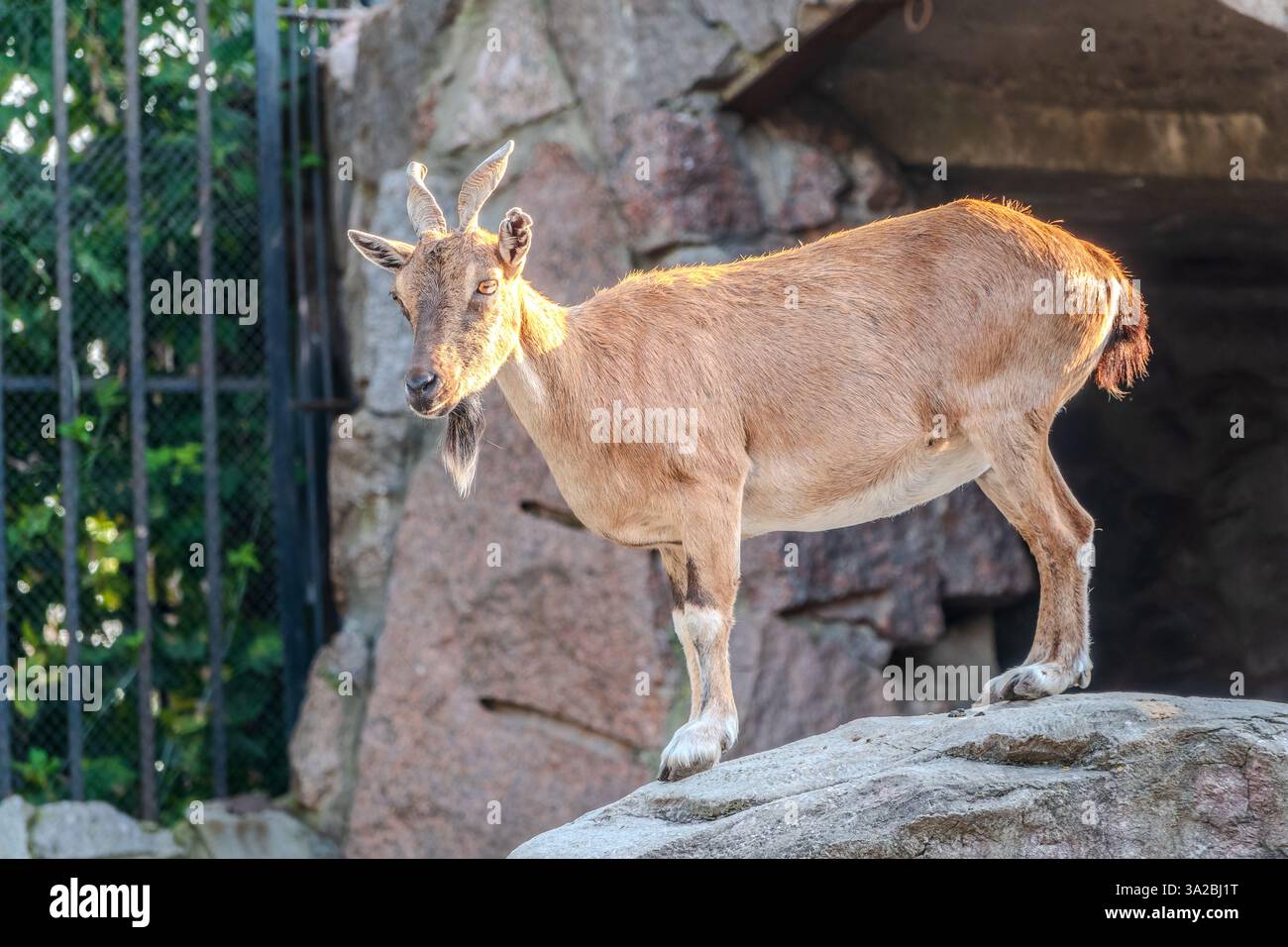 Markhor female on the rock. Latin name - Capra falconeri. Wild goat ...