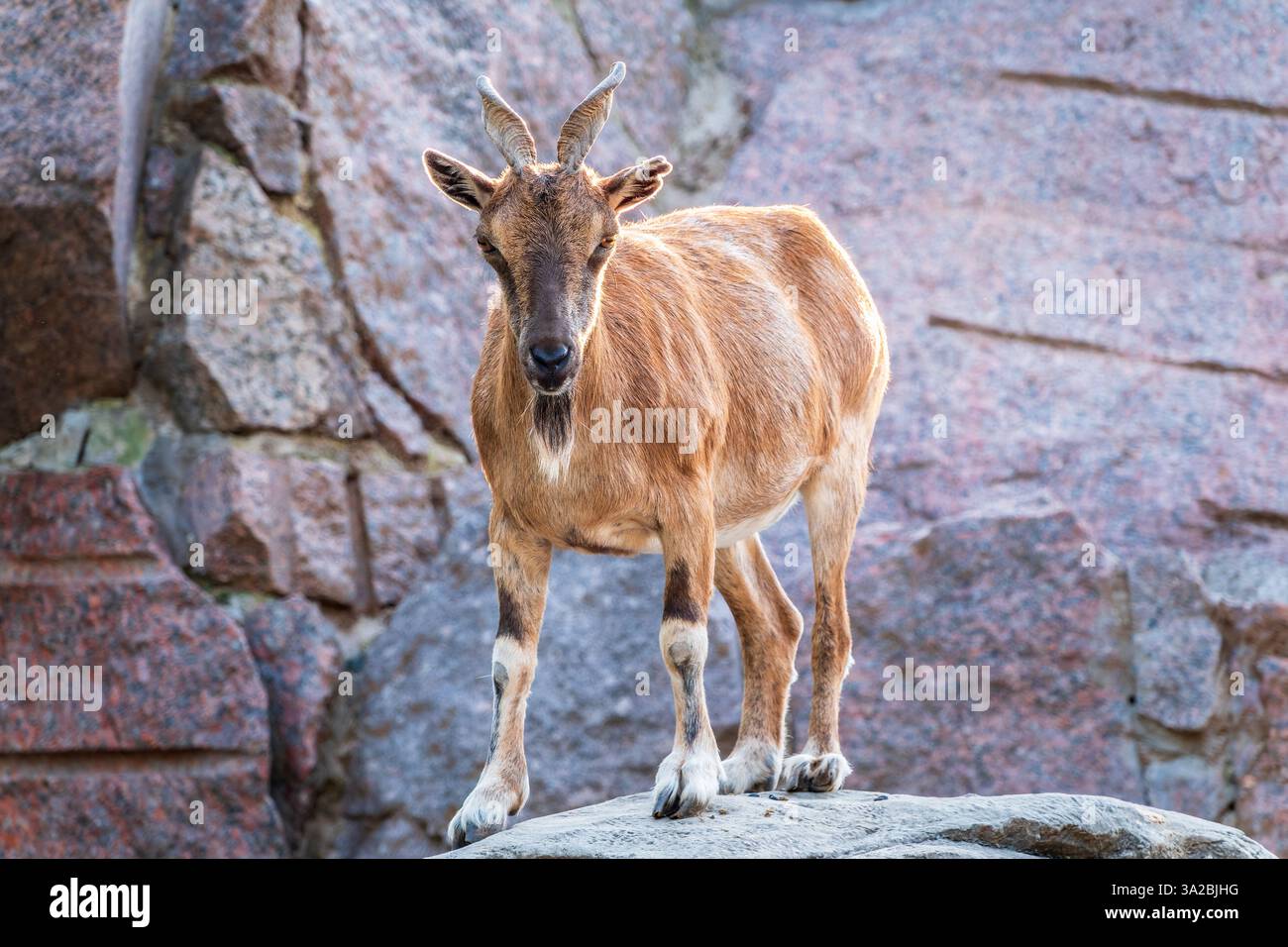 Markhor female on the rock. Latin name - Capra falconeri. Wild goat ...