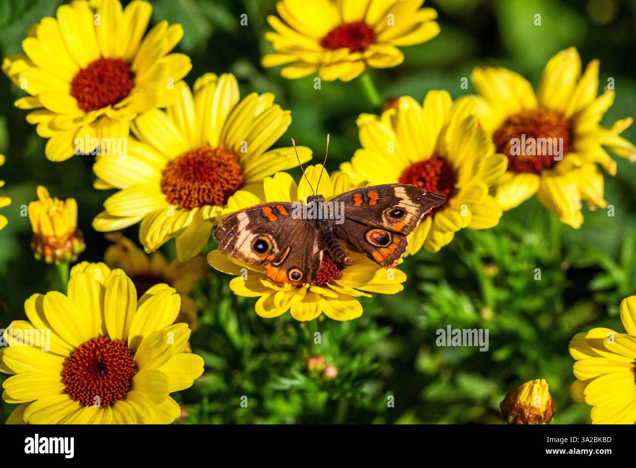 Common buckeye butterfly with prominent eyespots resting in a garden of ...