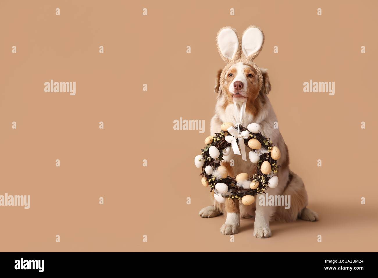 Cute Australian Shepherd dog in bunny ears with Easter wreath on brown ...