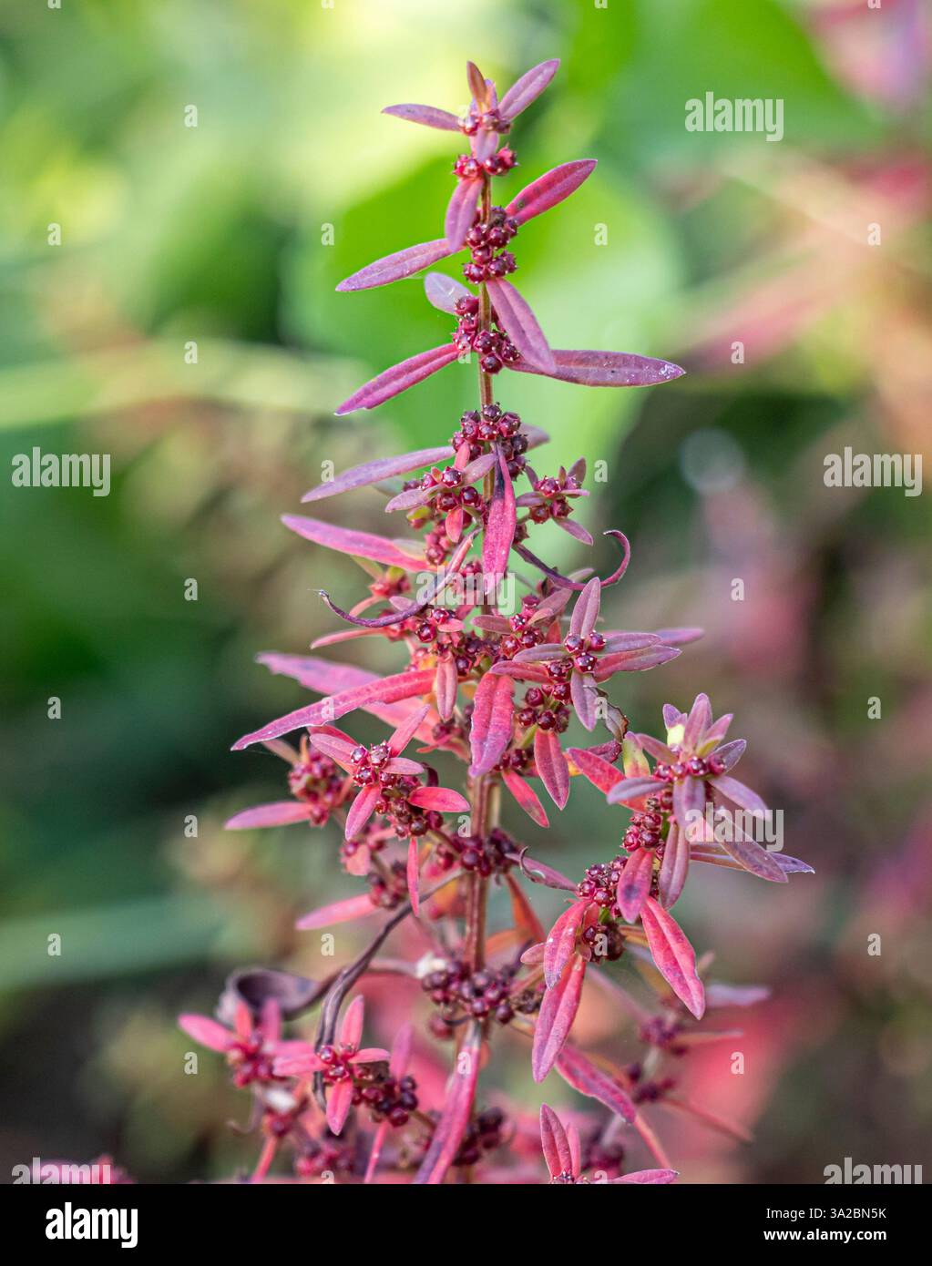 Ammannia multiflora hi-res stock photography and images - Alamy