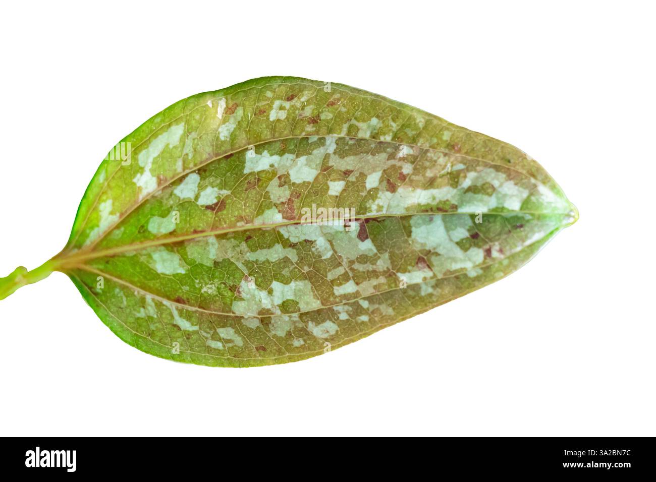 Many shrubs Cut Out Stock Images & Pictures - Alamy